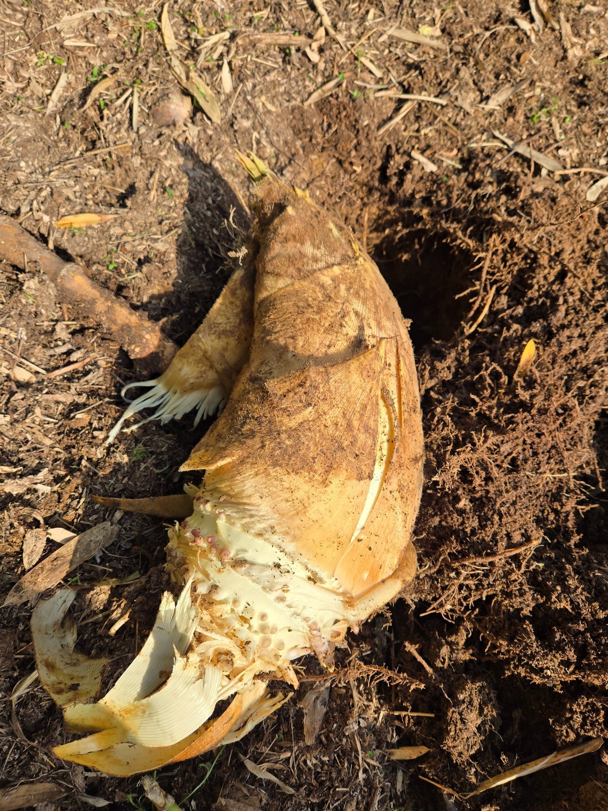 野いちごの季節｜K Takiguchi