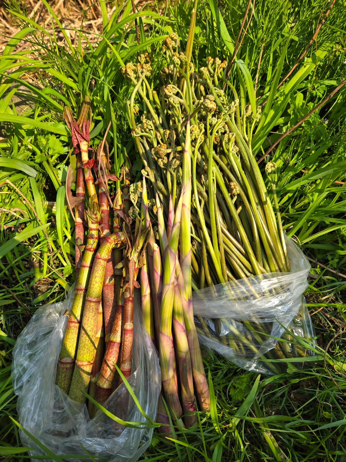 野いちごの季節｜K Takiguchi