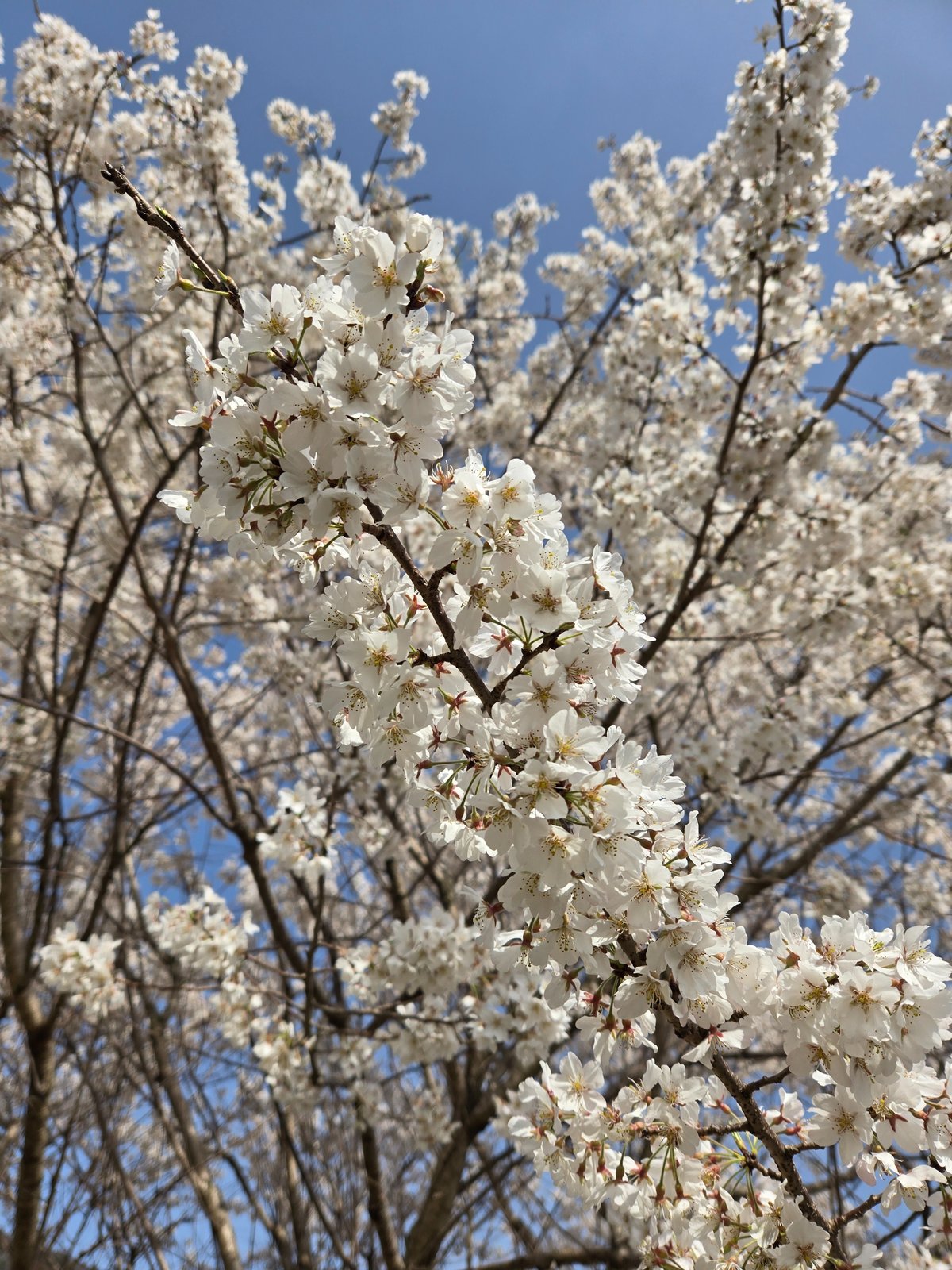 野いちごの季節｜K Takiguchi