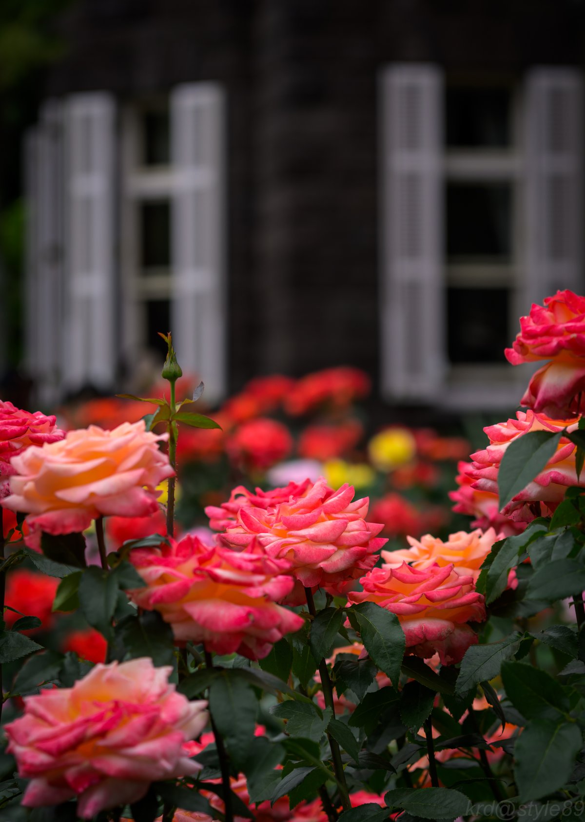 東京散歩 旧古河庭園～王子｜krd@style89