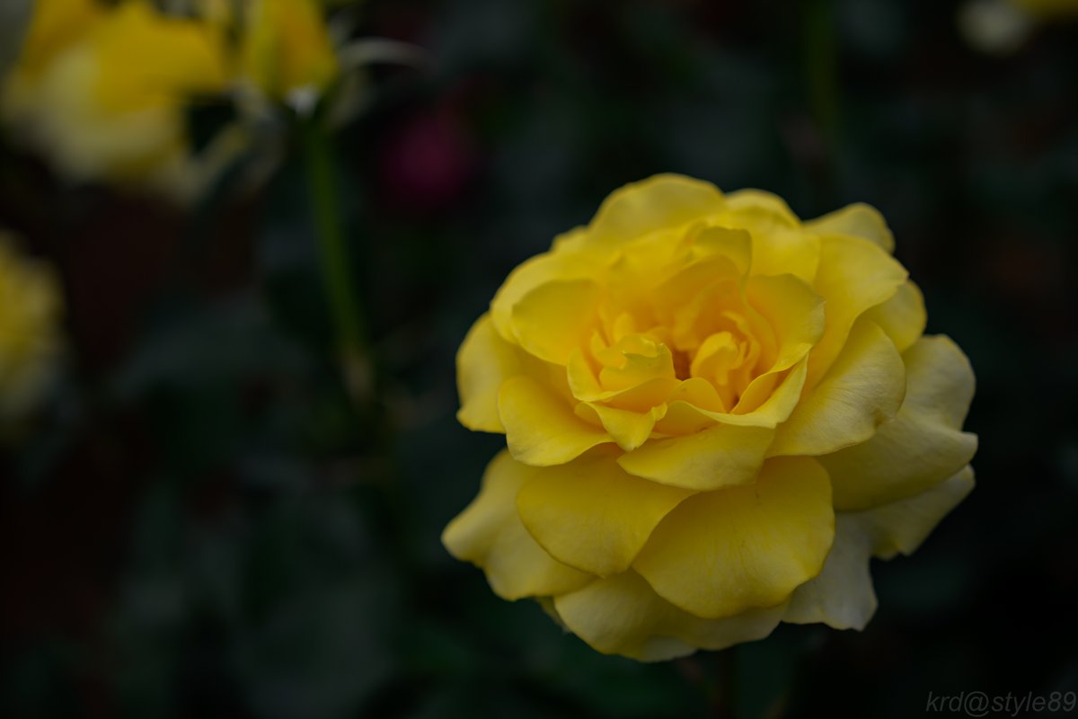 東京散歩 旧古河庭園～王子｜krd@style89