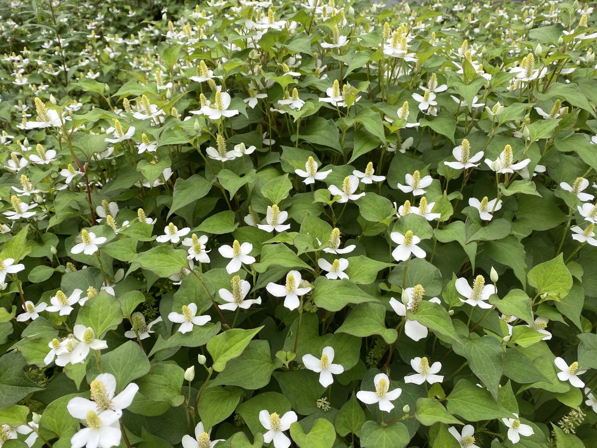 初夏の恵み「ドクダミ」―庭と薬草のメッカ“宇陀”の比較｜Ryoko＠terra_note