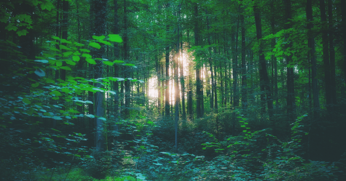 大自然と大病院、二つの場で揺れた私の死生観｜Kyoko/nursingの新しい形を