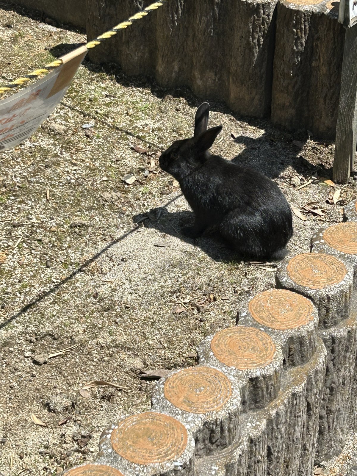 初夏の近況報告🐰｜LivEdge株式会社