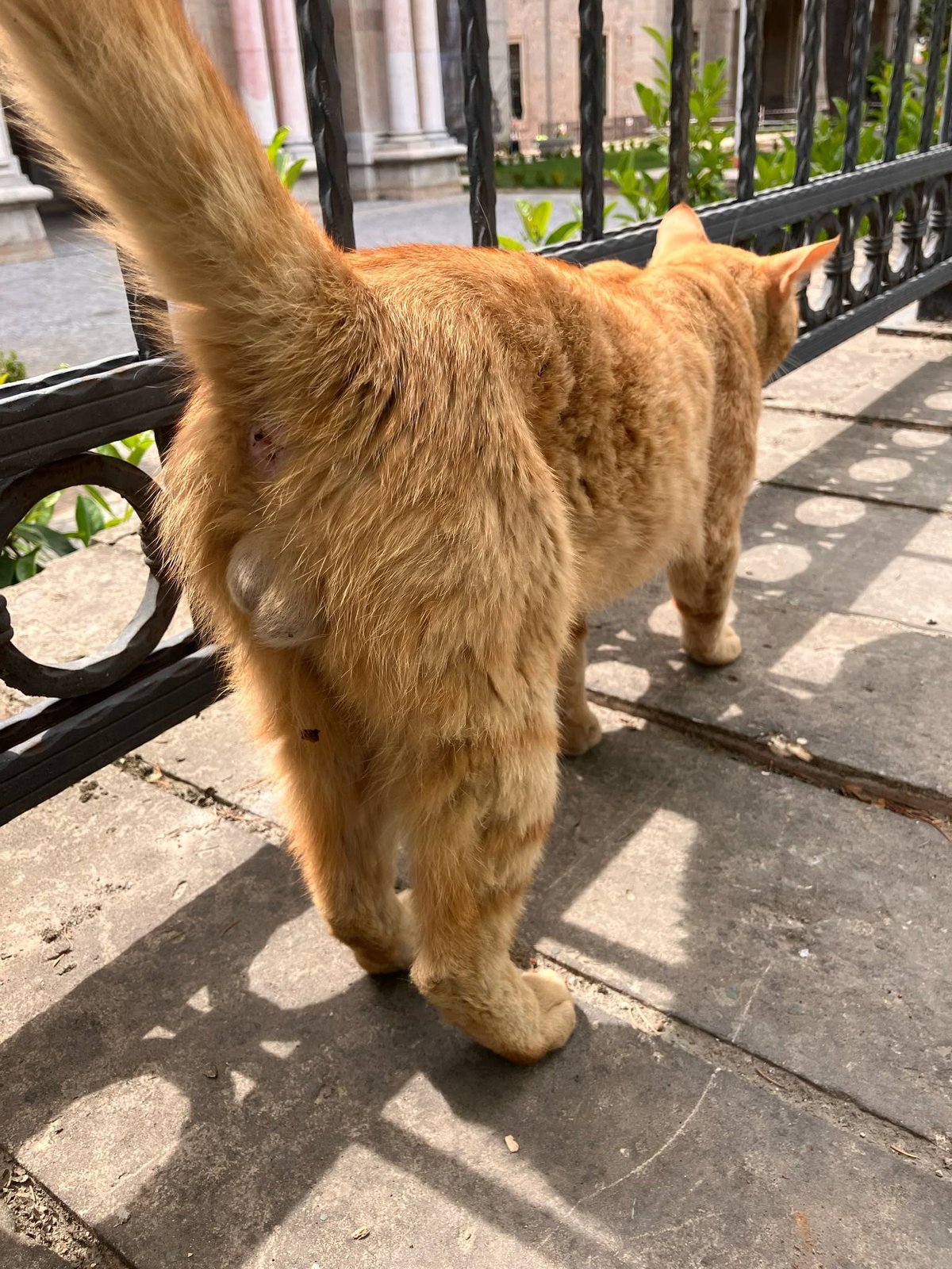 トルコ！大好き｜Mogget