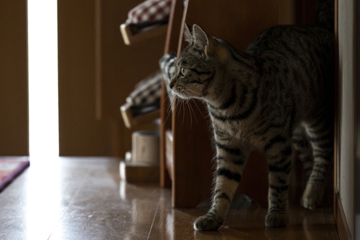 読書と脳内音読｜よしなし つづる