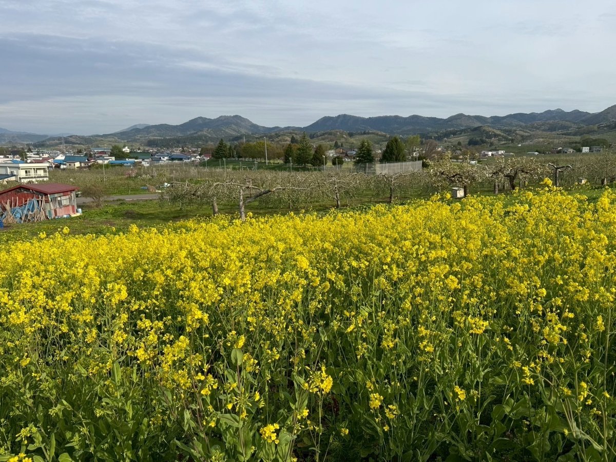 ＃4自社りんご農園が本格始動しました！｜appcycle株式会社【青森りんごを世界に🍎】