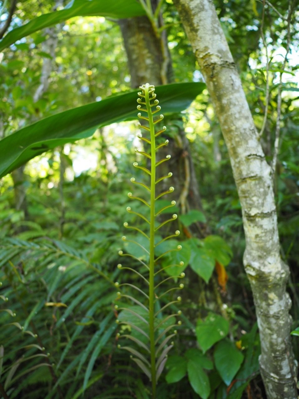 大人ブランコ｜rimoco*rimoco