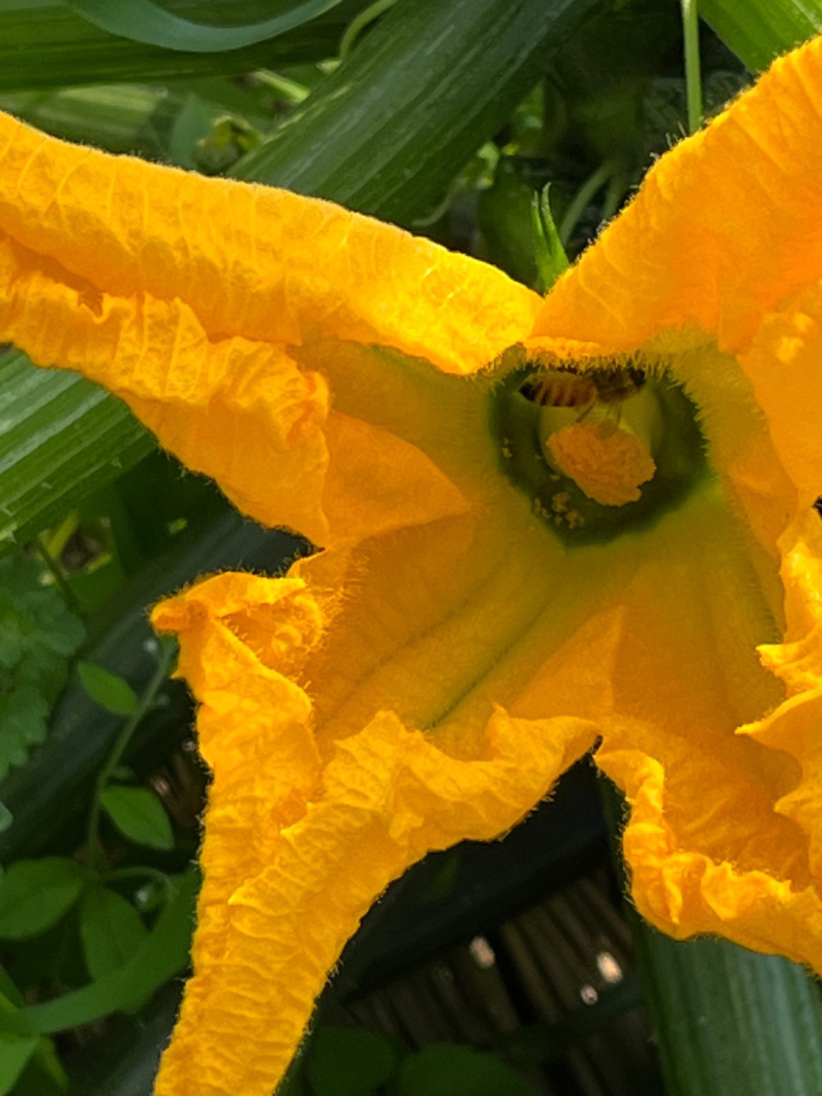 働き者！ミツバチの送粉サービス｜ca-ptain@農ある暮らし