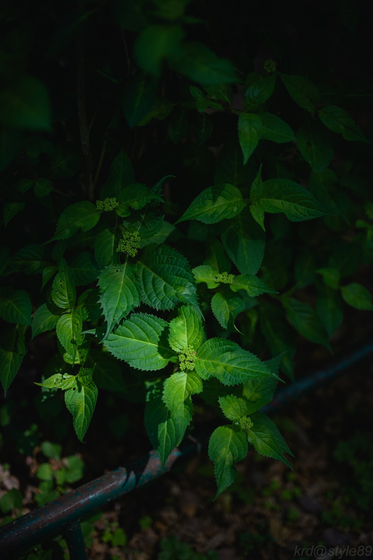 Nikkor Z 50mmf1.4を使ってみた｜krd@style89