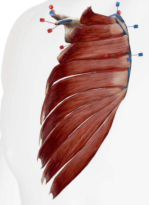 肩甲骨の役割とは？姿勢・肩こり・トレーニングに効くしくみを解説！｜岡本雅大