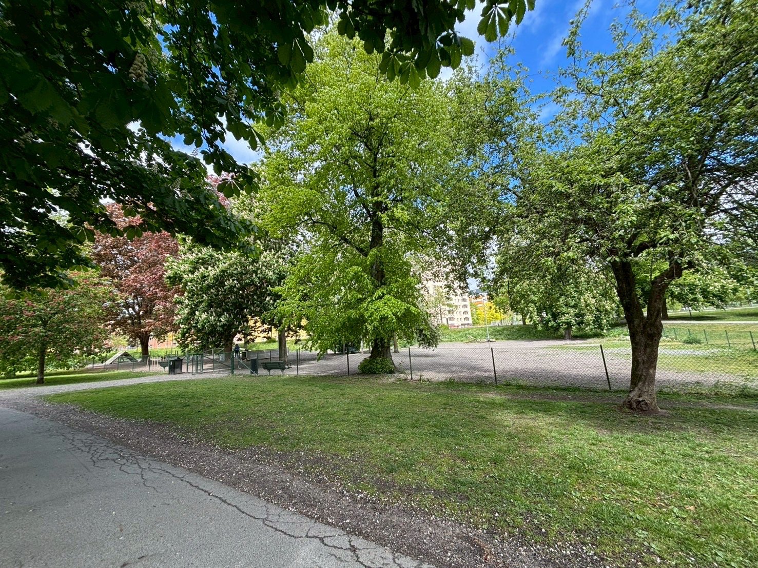 車いすおばあちゃんストックホルム便り#19｜tatu-kuu（車いすおばあちゃん）