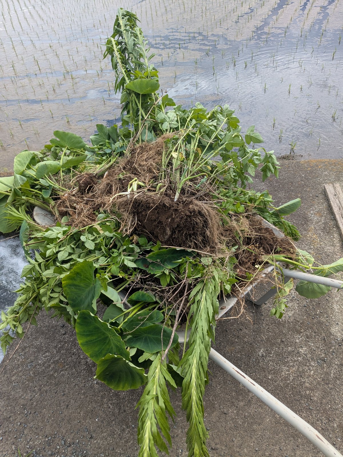 日記 畑。｜aokid（青木）