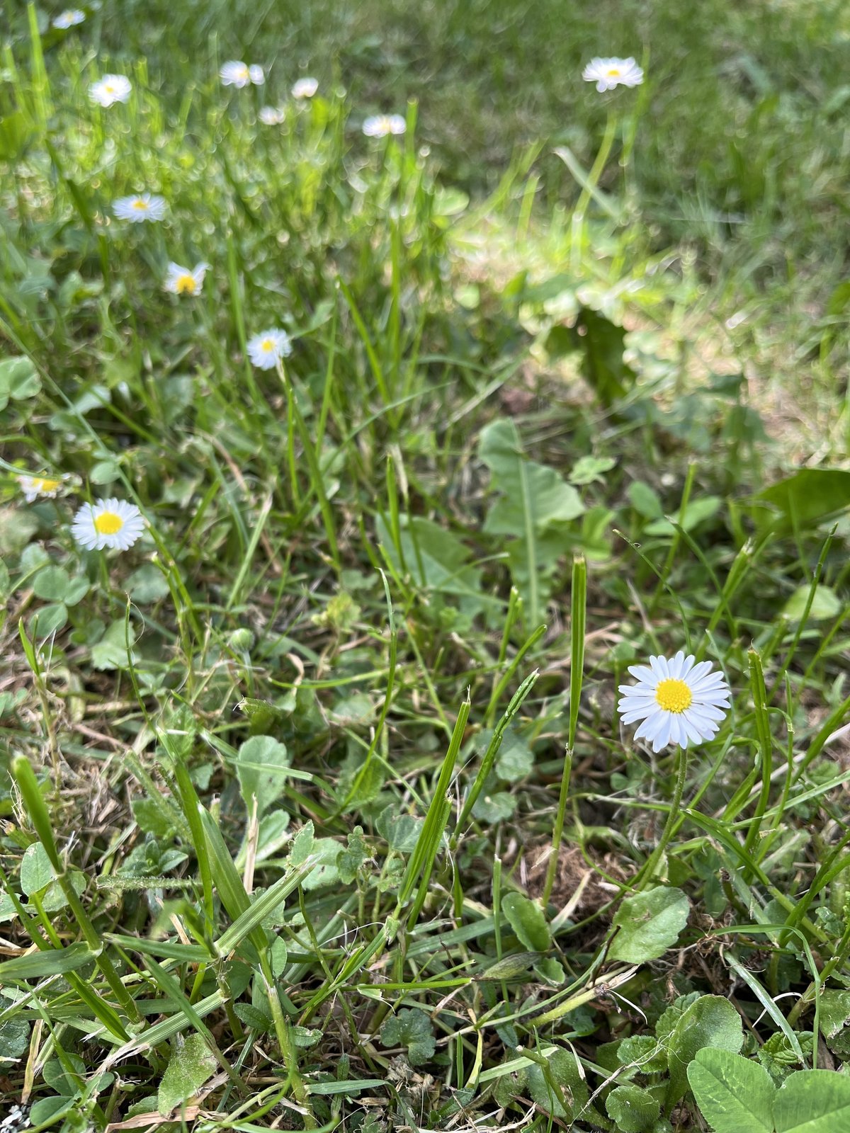 聖ヒルデガルドの旅②｜TERRA-SACHI