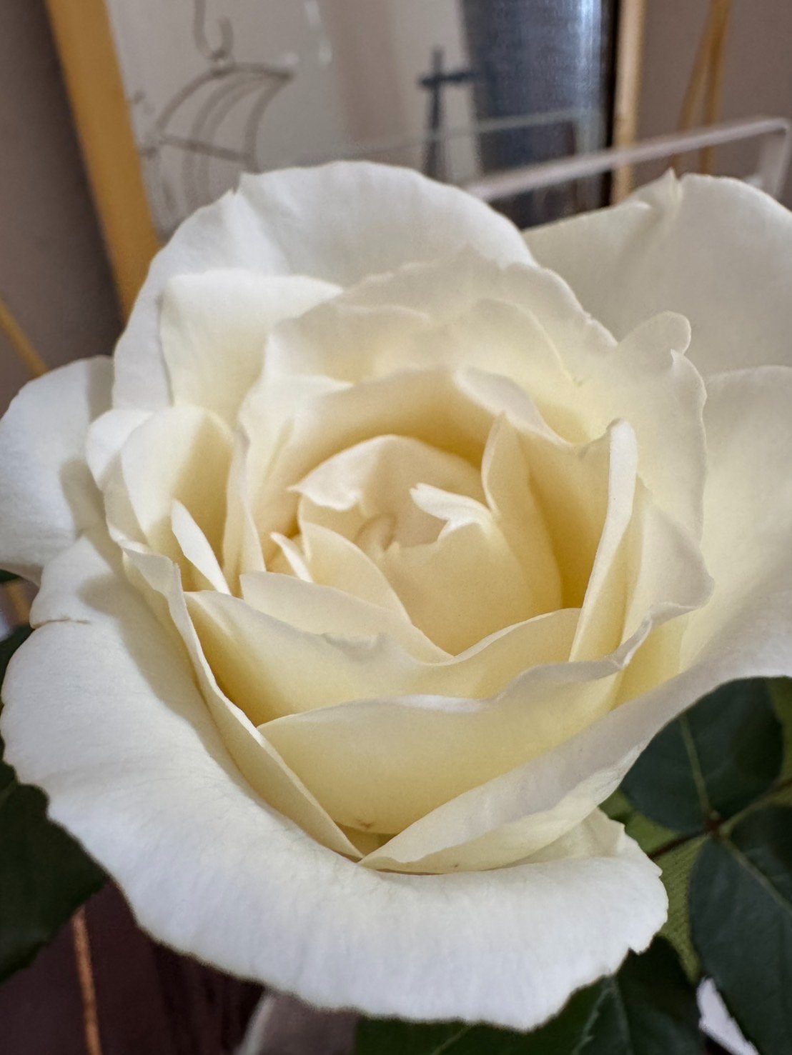 🐹🌹もちmochi、note自己紹介とサイトマップを作成！人気記事のお願いランキングつくったよ🌹🐹更に読みやすくなりました！たくさんのコメント有難う御座います！🍚🍙🌹🐹｜もち mochi©️ 🐹🌹♡+