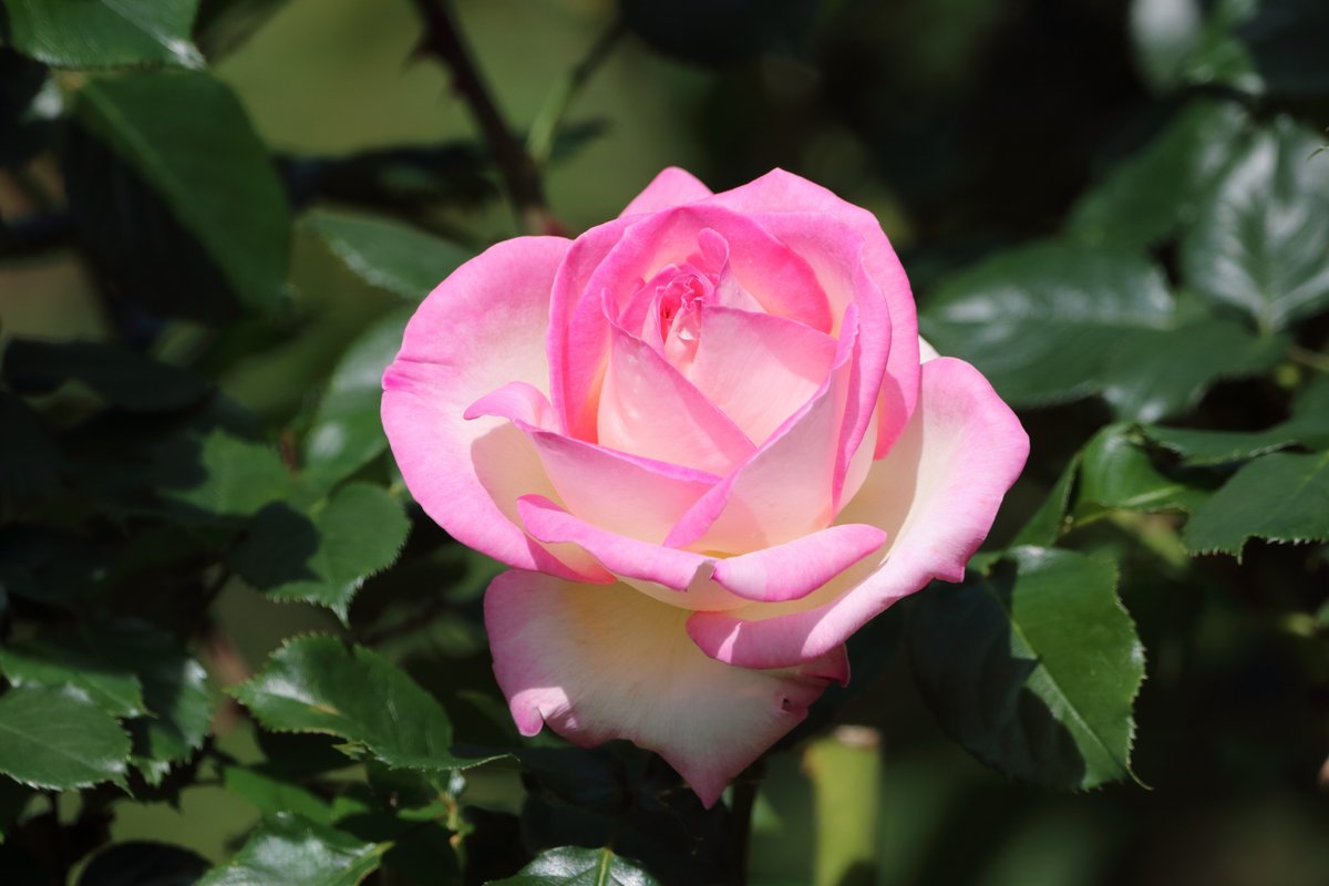 Stroll & Snaps, Vol. 130: 界隈の彩｜Strolling Ricky