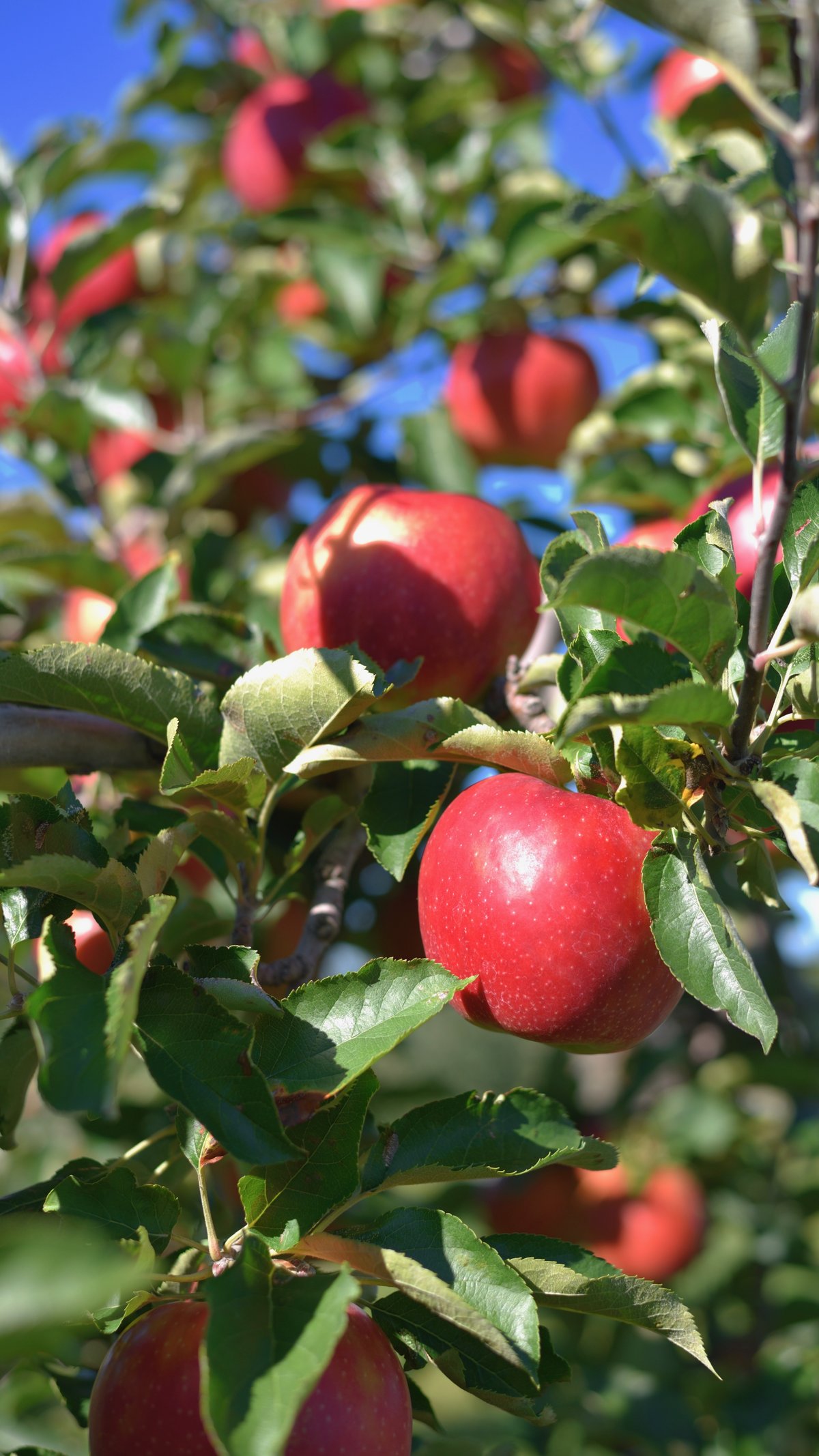 自己紹介｜Atsuko Otsuki
