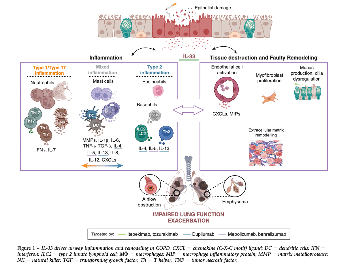 COPD： Alarmin-Targeting Biologics｜Makisey