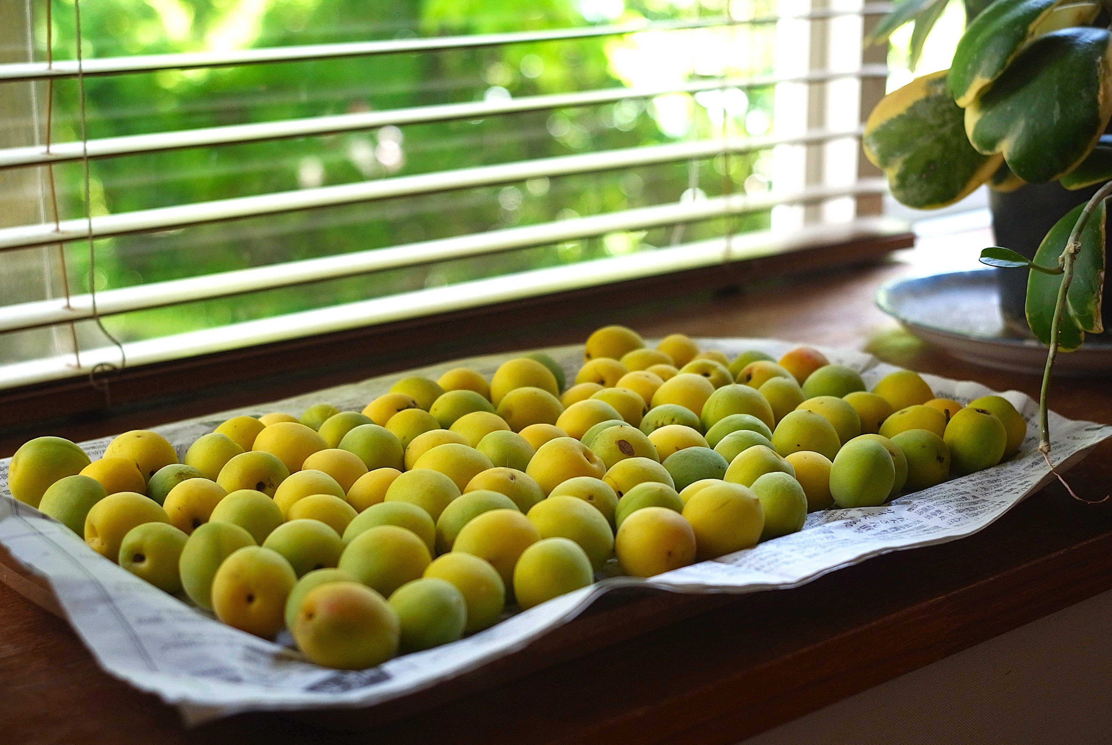 写真「光でスケッチ」・・・お裾分け、続く｜Rabi Sato