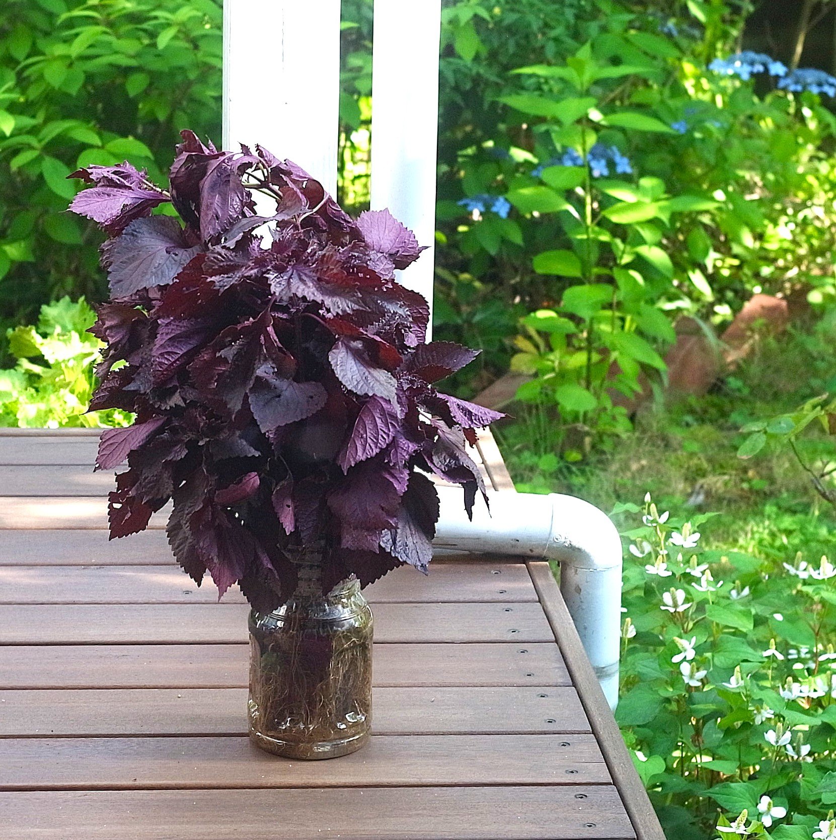 写真「光でスケッチ」・・・お裾分け、続く｜Rabi Sato