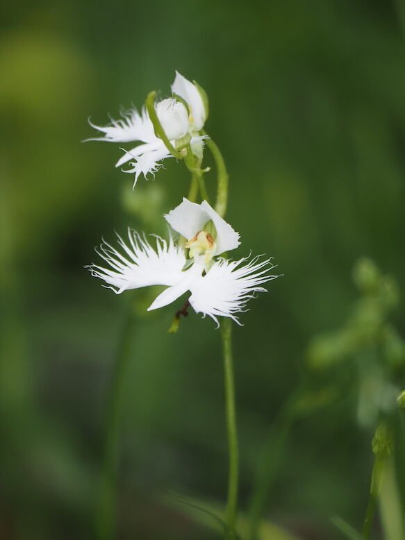 東京で見るサギソウ（鷺草）の花｜Tom.Msn