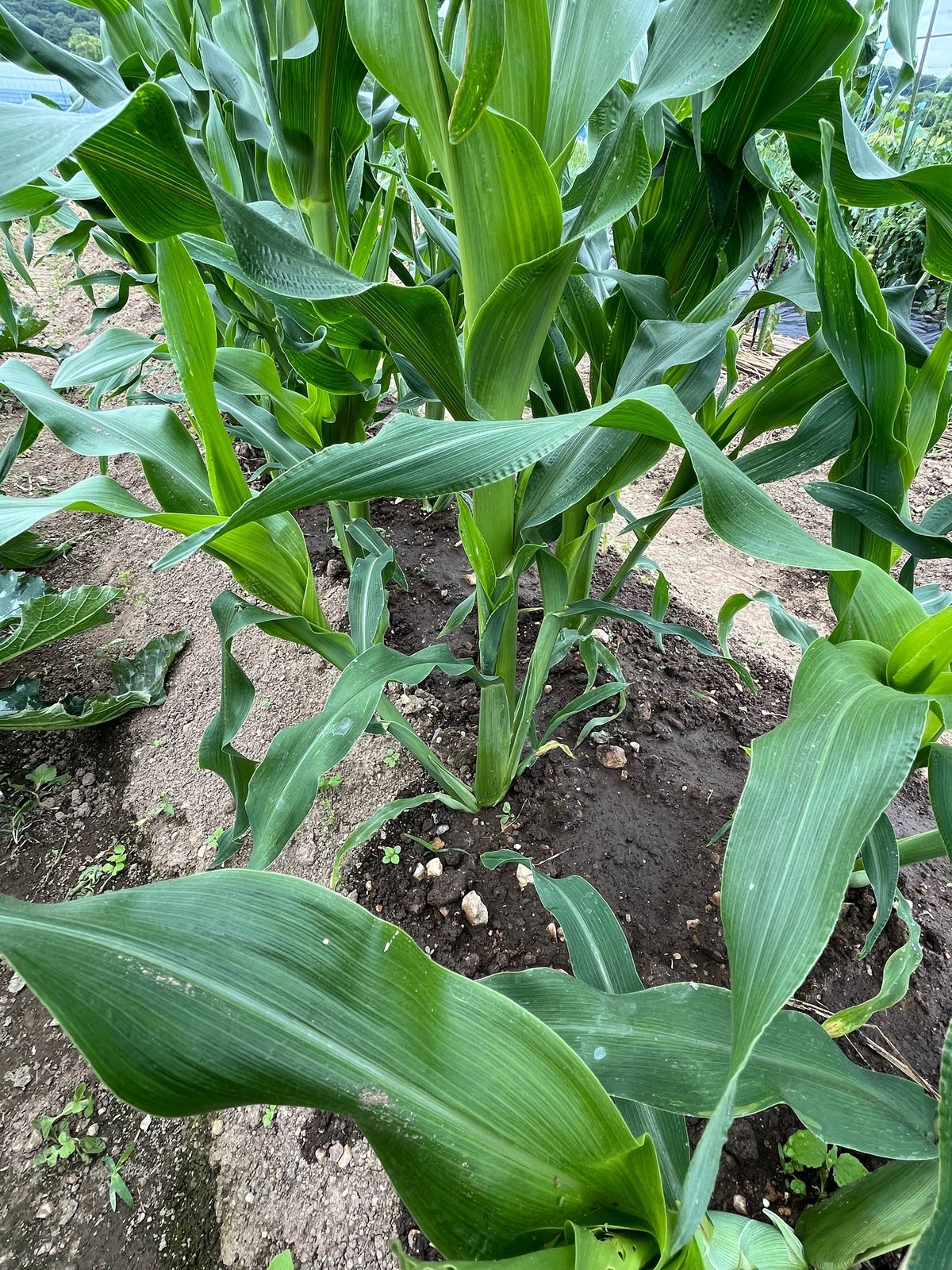 【研修畑】トウモロコシ、芽かきなしで本当に大丈夫？｜ca-ptain@農ある暮らし
