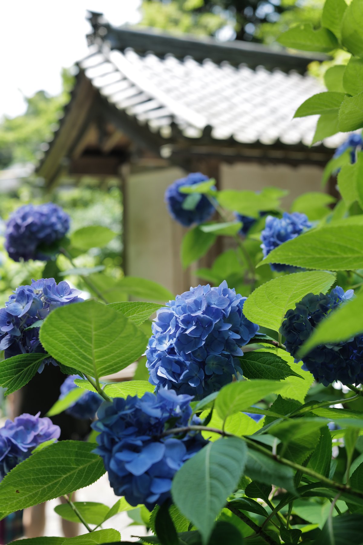 紫陽花 ＃1 📷｜Key Jey