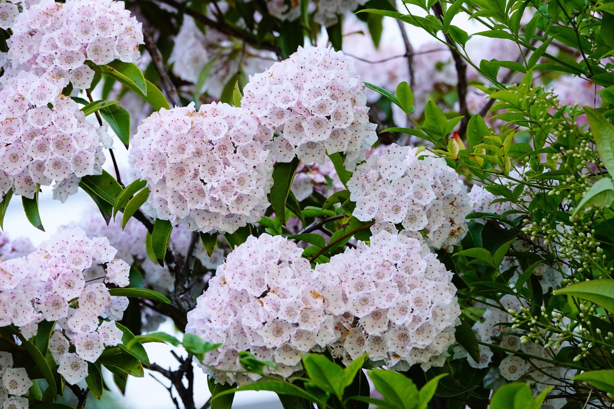 大手毬（オオデマリ）｜oichan