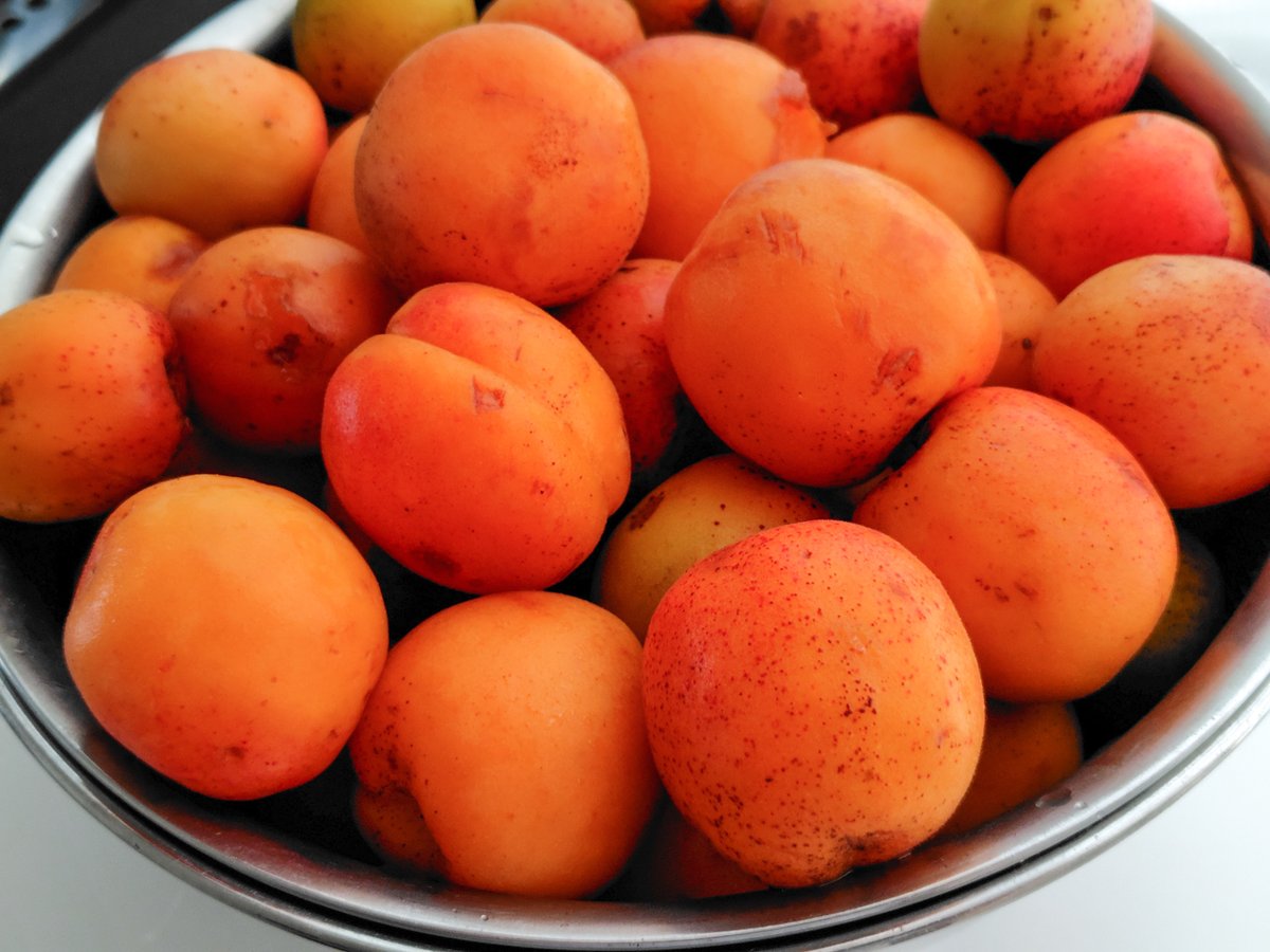 梅のつぎは杏の時間｜Hiro Oaks / 日々の雑感