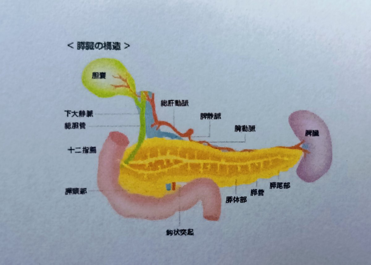 膵臓とランゲルハンス島｜seya_kinoto