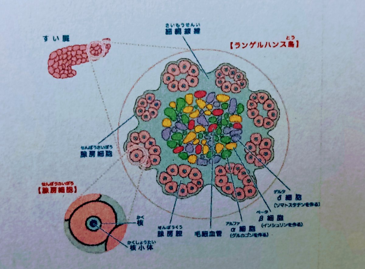 膵臓とランゲルハンス島｜seya_kinoto