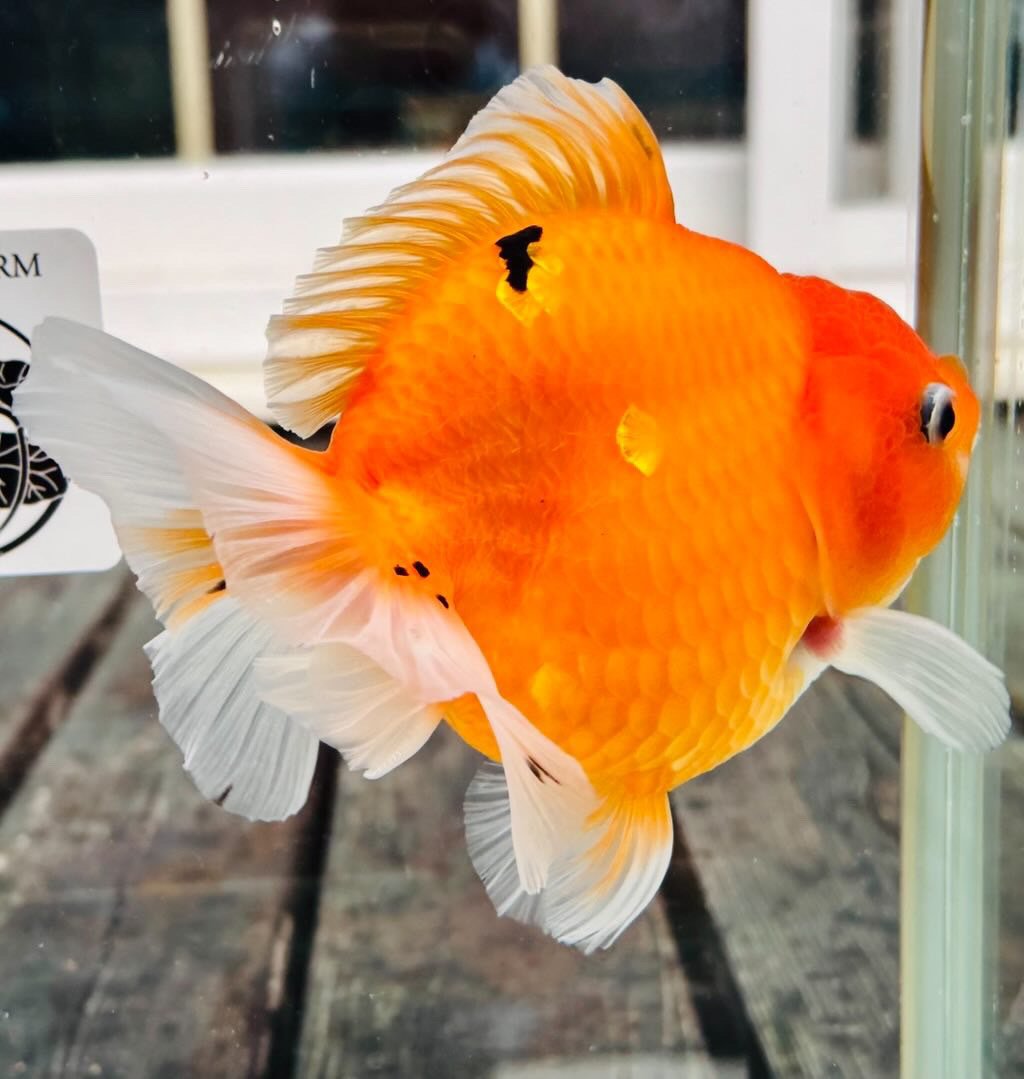 0608成長レポート｜SAMURAI FARM