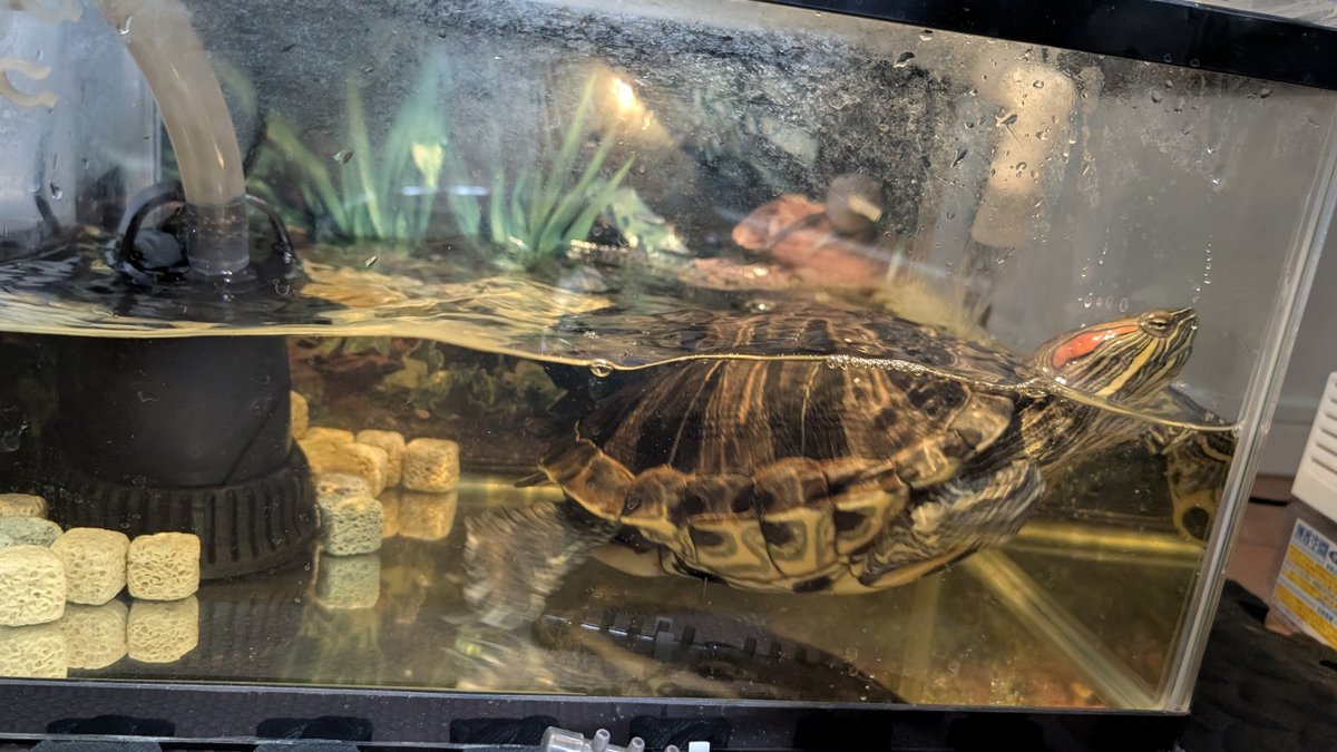 【アクアリウムDIY】90cmオーバーフロー水槽化計画！泡立ちよ、さらば！奇跡の透明度復活！｜100日後にアクアリウムを楽しみたい猫