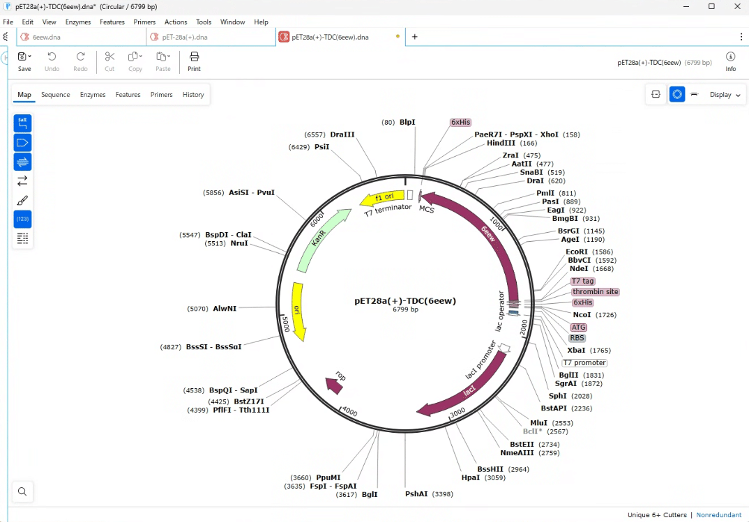 Snap Geneの使い方 (クローニング、あと分子量の確認方法)｜雪リス