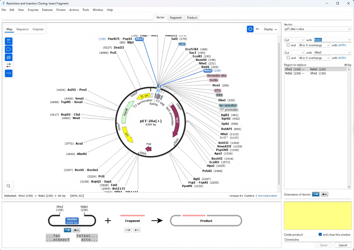 Snap Geneの使い方 (クローニング、あと分子量の確認方法)｜雪リス