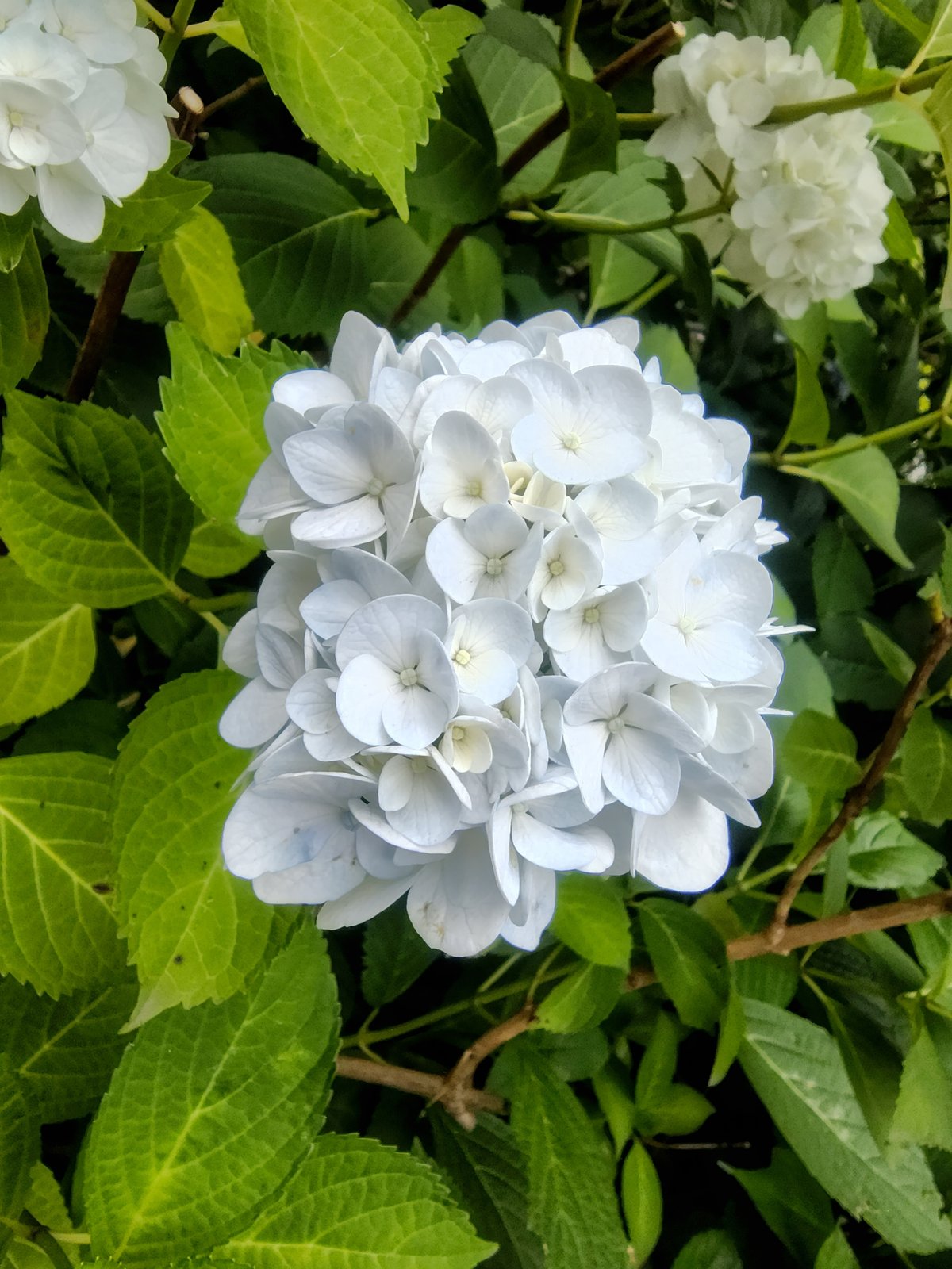 紫陽花の癒しと、引っ越しの思い出｜Mi Yoga Yinside 女性のための陰ヨガ×インドの伝統ヨガ×アーユルヴェーダ