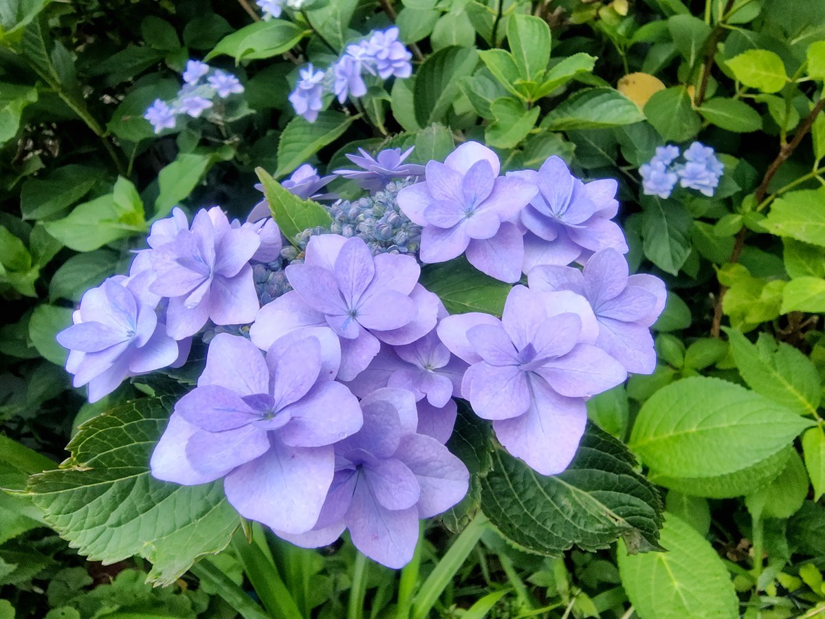 紫陽花の癒しと、引っ越しの思い出｜Mi Yoga Yinside 女性のための陰ヨガ×インドの伝統ヨガ×アーユルヴェーダ