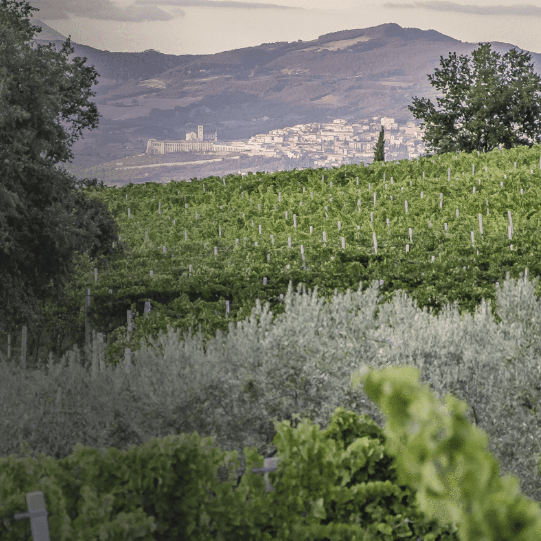 Benedetti & Grigi ベネデッティ＆グリージ｜AlcotradeTrust