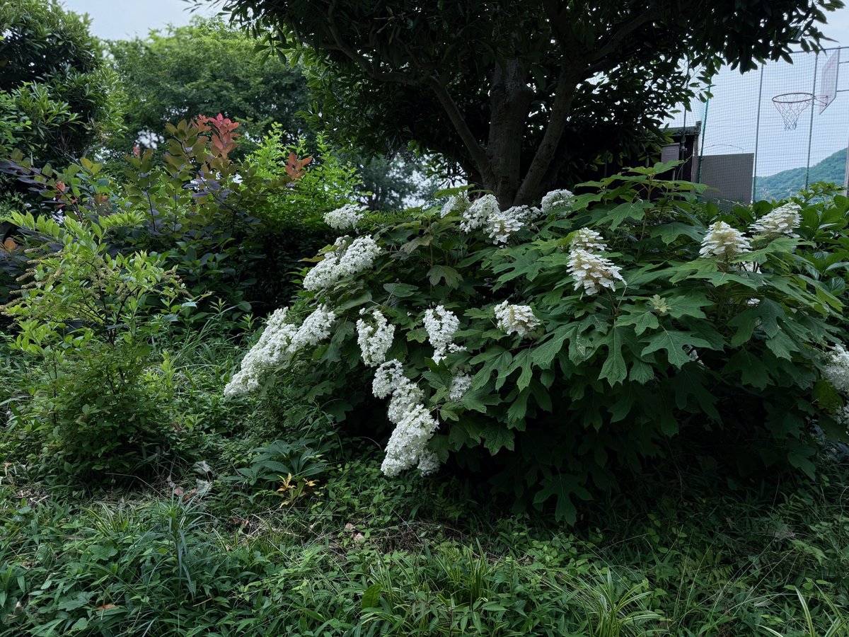 夏椿の咲く裏庭｜季節花人 | Shoko Kondo