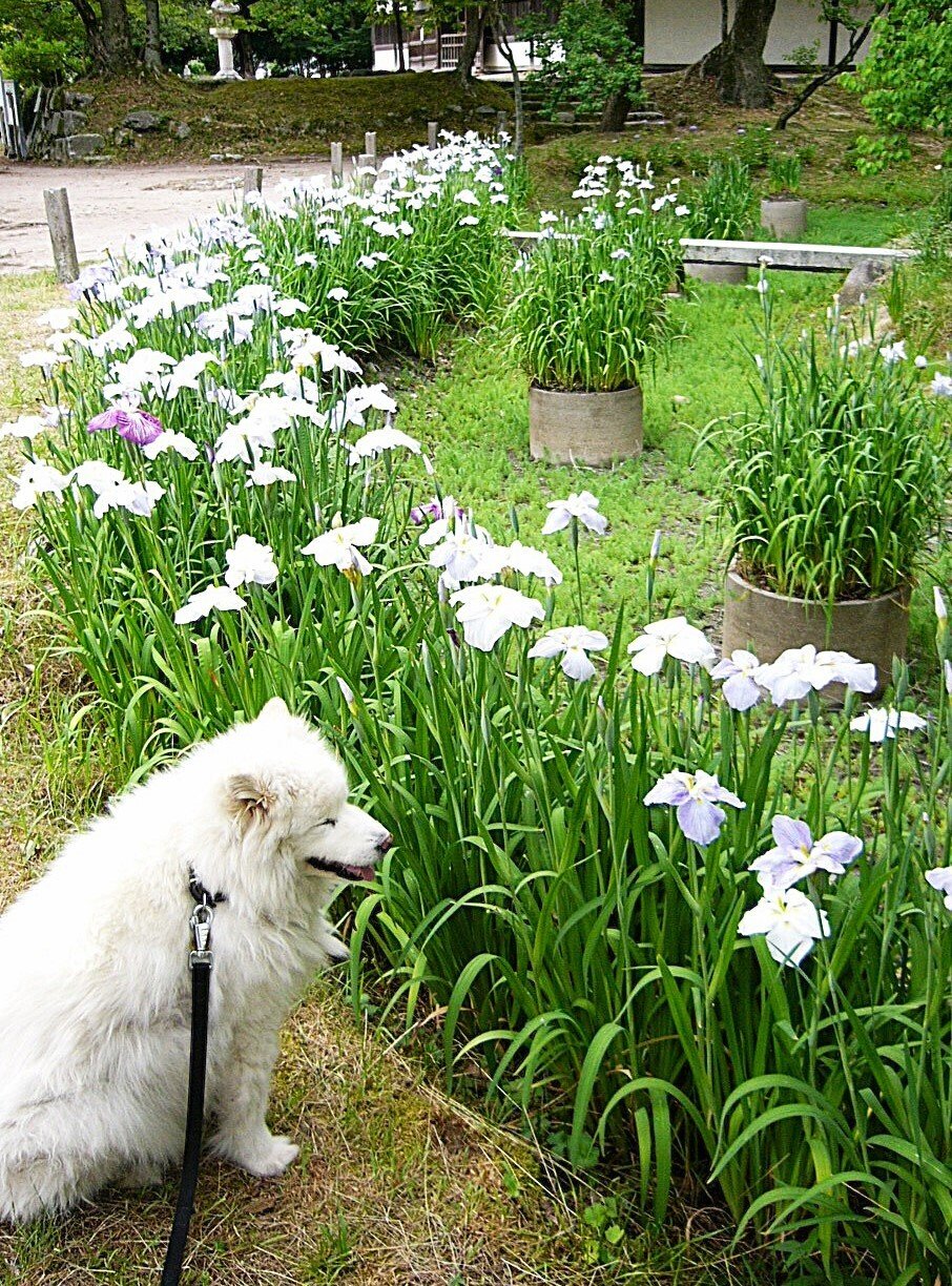 With The Dogs 偶偶｜Rabi Sato