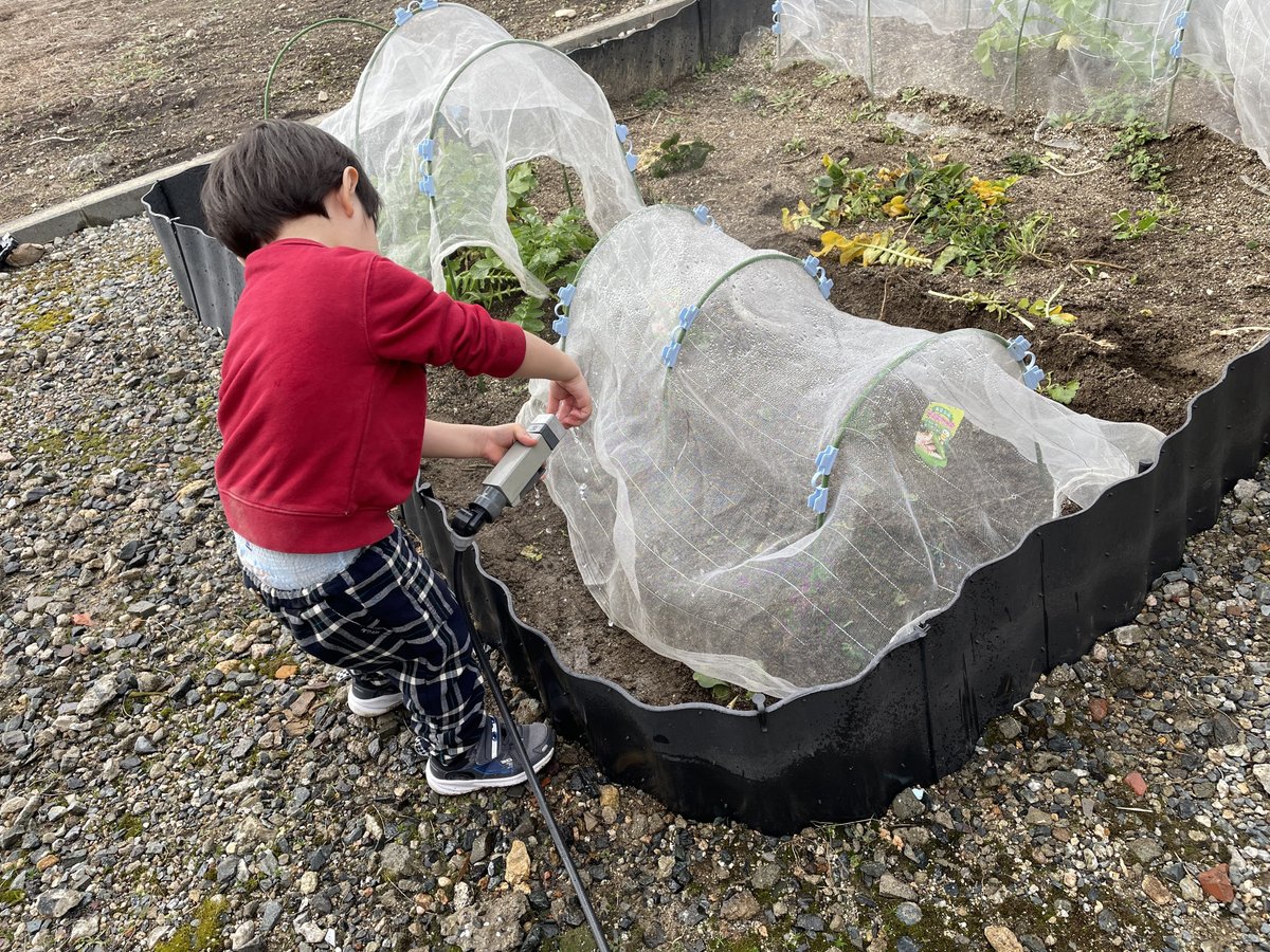 そら豆31房の収穫｜plm_kurashi