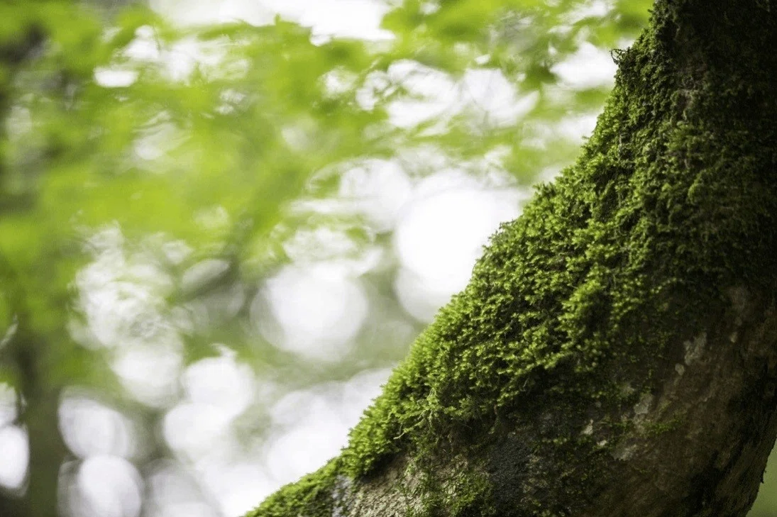 The Lush Green of Moss After the Rain – English Translation（雨の後、鮮やかになる苔 ...