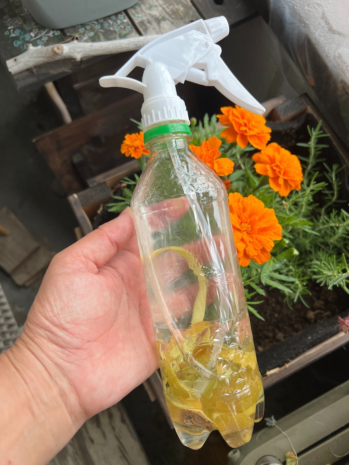 デスベランダ最大の強敵「マックロ”クモ”スケ」との戦い（2）。｜Ms'HIRO