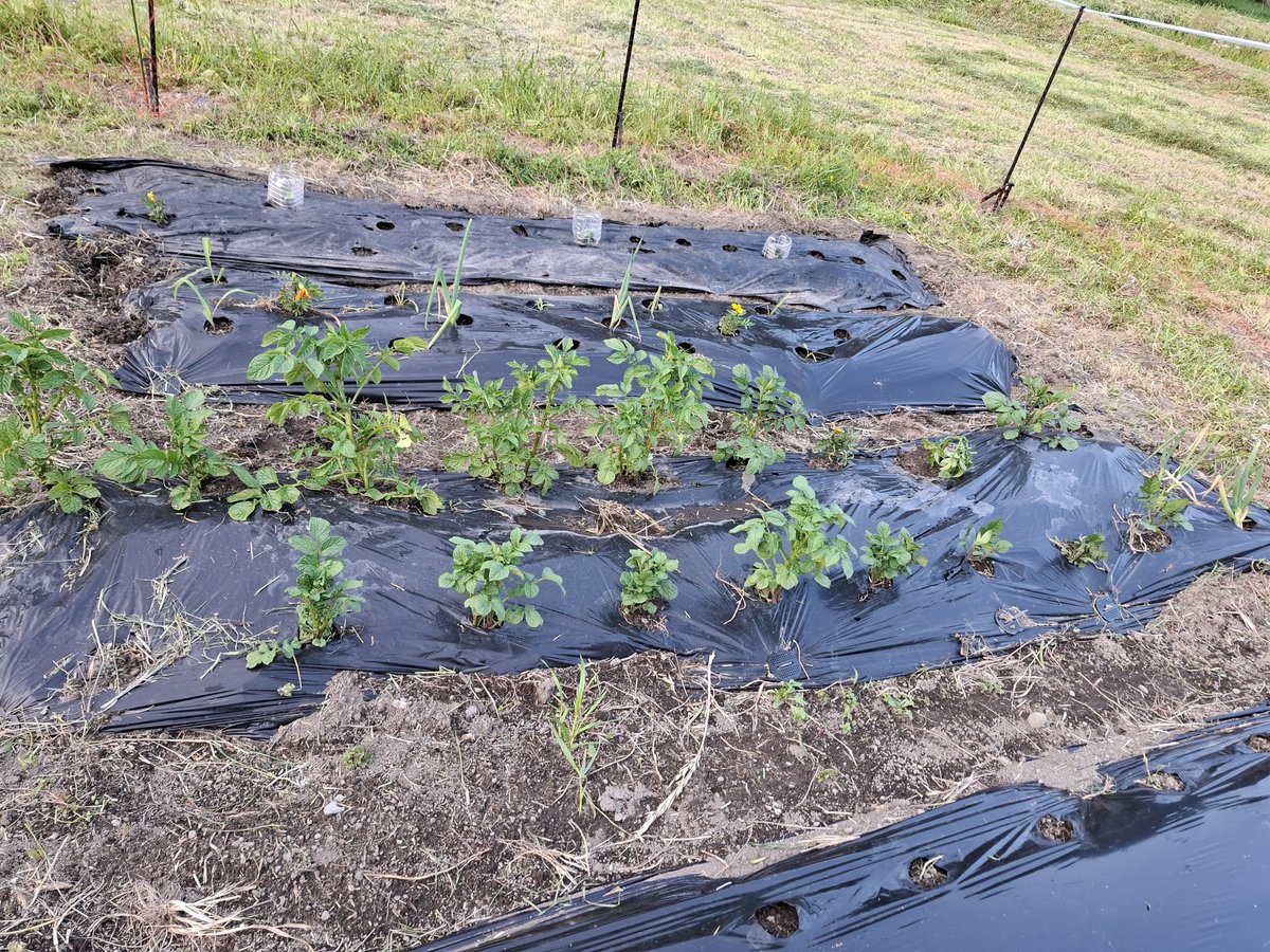 なつの風音② 菜園のじゃがいも｜UNWIND&KOMOREBI