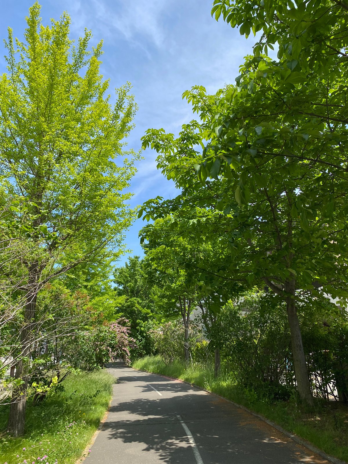 今日の夏空…｜まさ / Atelier Masa