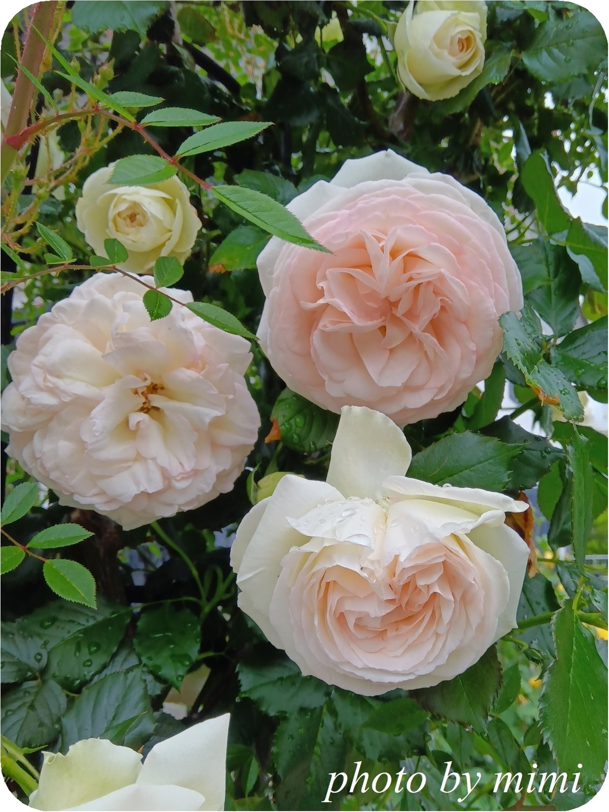 薔薇・ブランピエールドゥロンサール｜mimi fleur