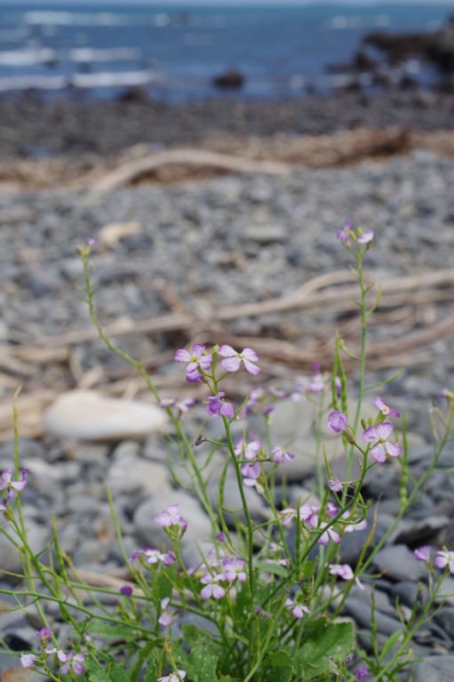 「海辺の花を楽しんでいたら、話題の天然記念物を発見！」屋久島自然情報6月｜PENTAX K1とFUJIFILM X-T50｜屋久島自然学校