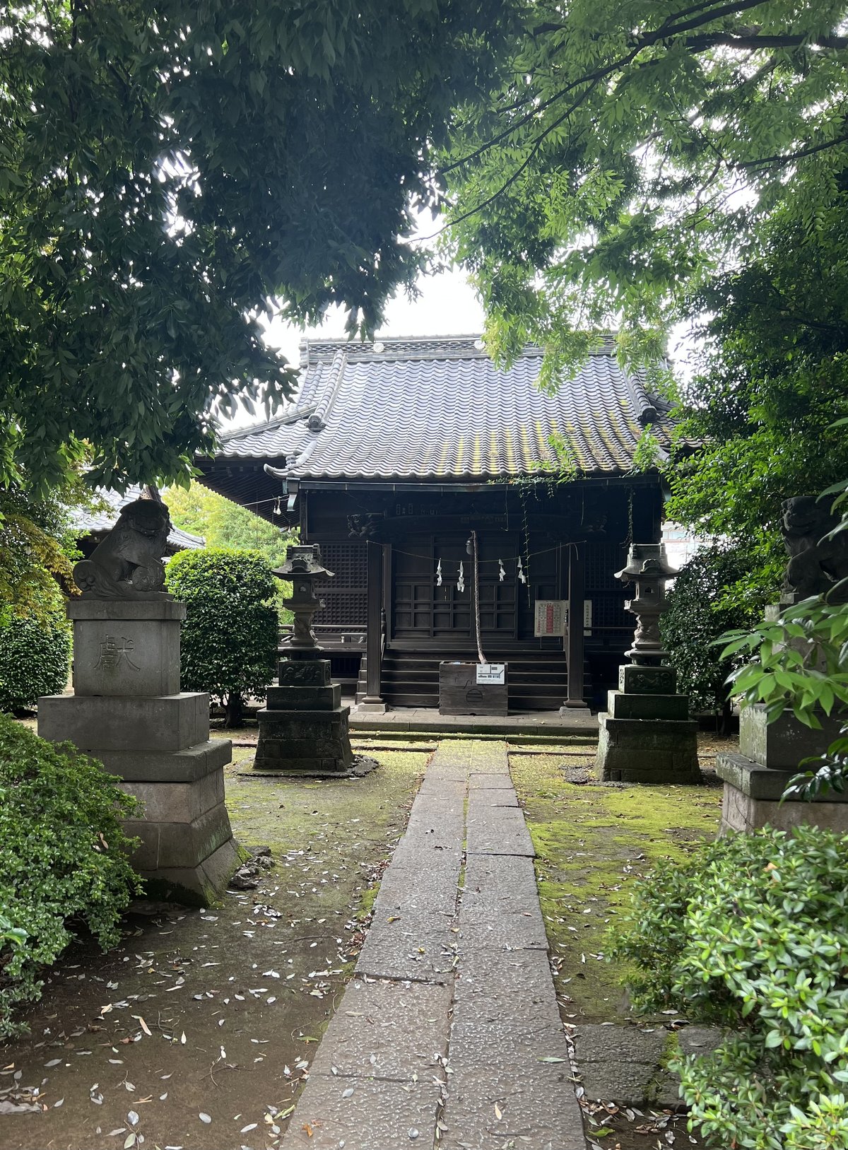 アジュール｜chico