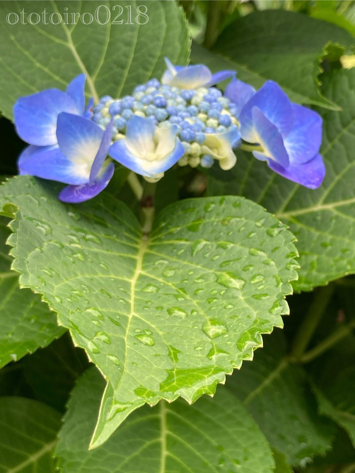 Like a Bee〜 紫陽花三昧｜ototoiro0218