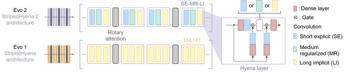 DNA language model: Evo2の基礎と応用｜olachinkei